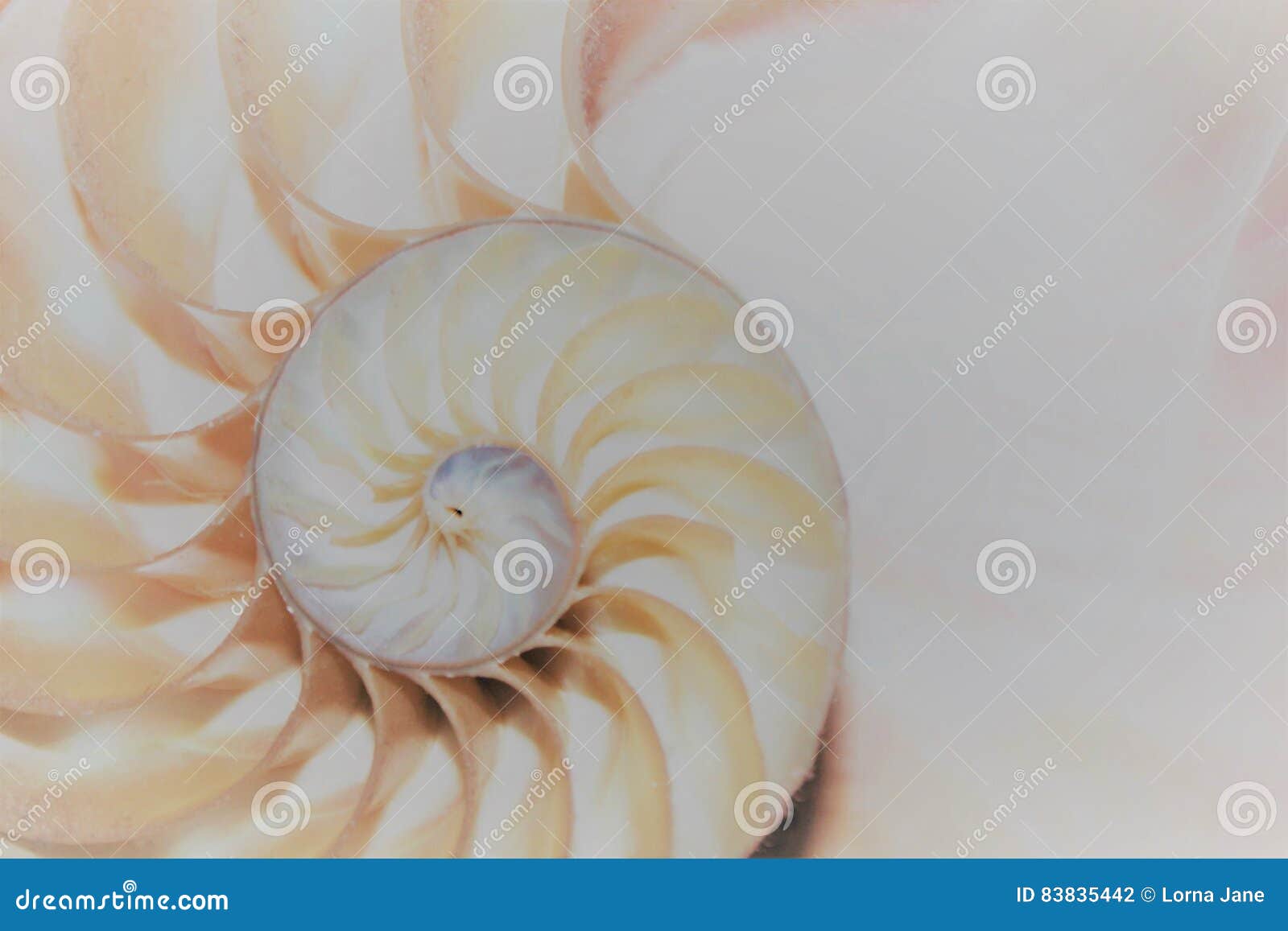 Fibonacci Pattern in Cross Section Nautilus Sea Shell Stock Photo ...