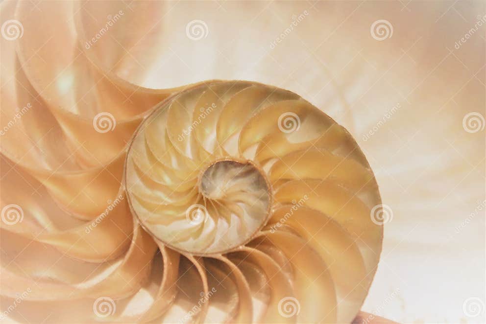 Fibonacci Pattern in Cross Section Nautilus Sea Shell Stock Photo ...