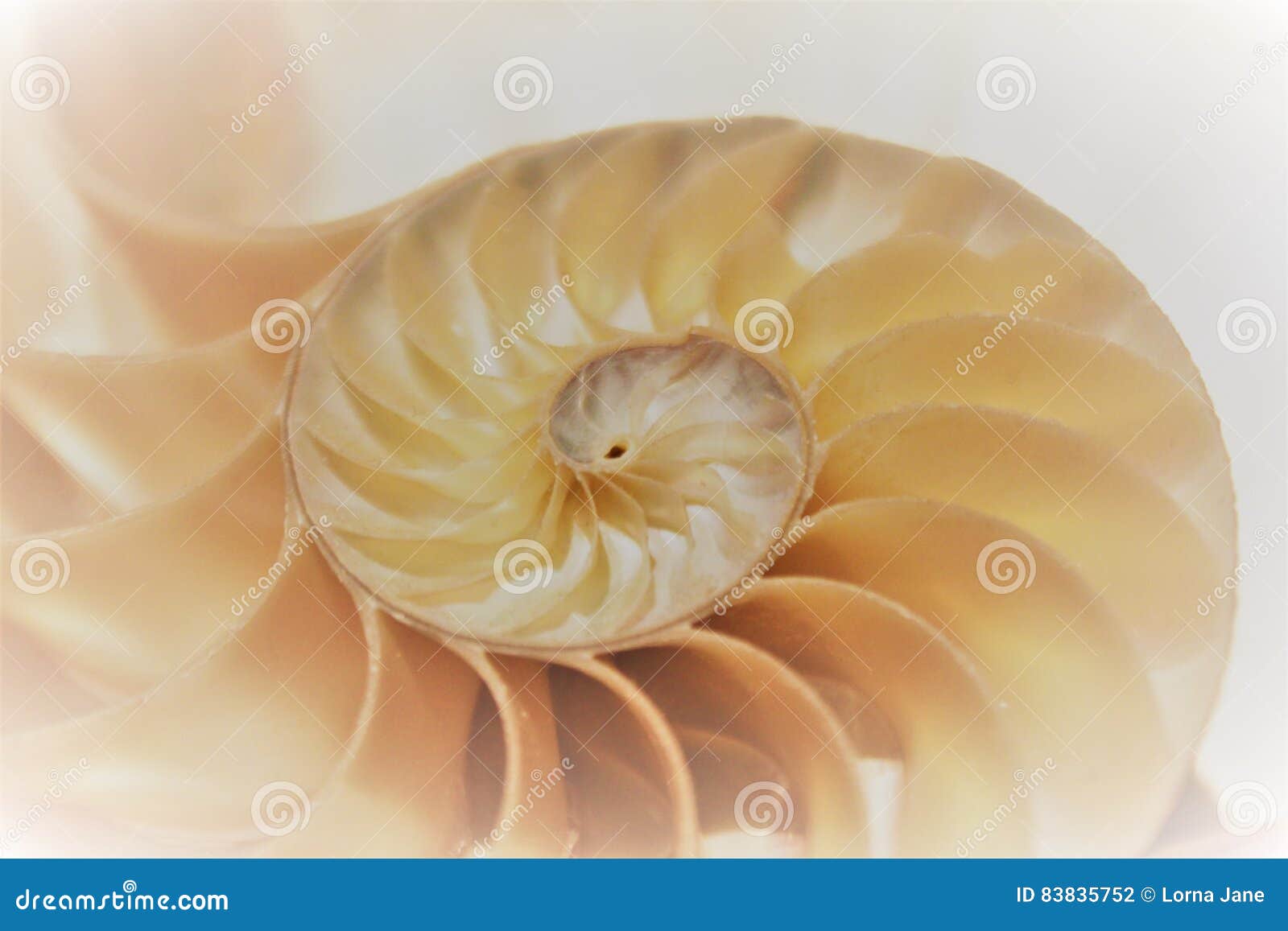 Fibonacci Pattern in Cross Section Nautilus Sea Shell Stock Photo ...