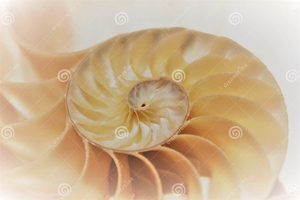Fibonacci Pattern in Cross Section Nautilus Sea Shell Stock Photo ...