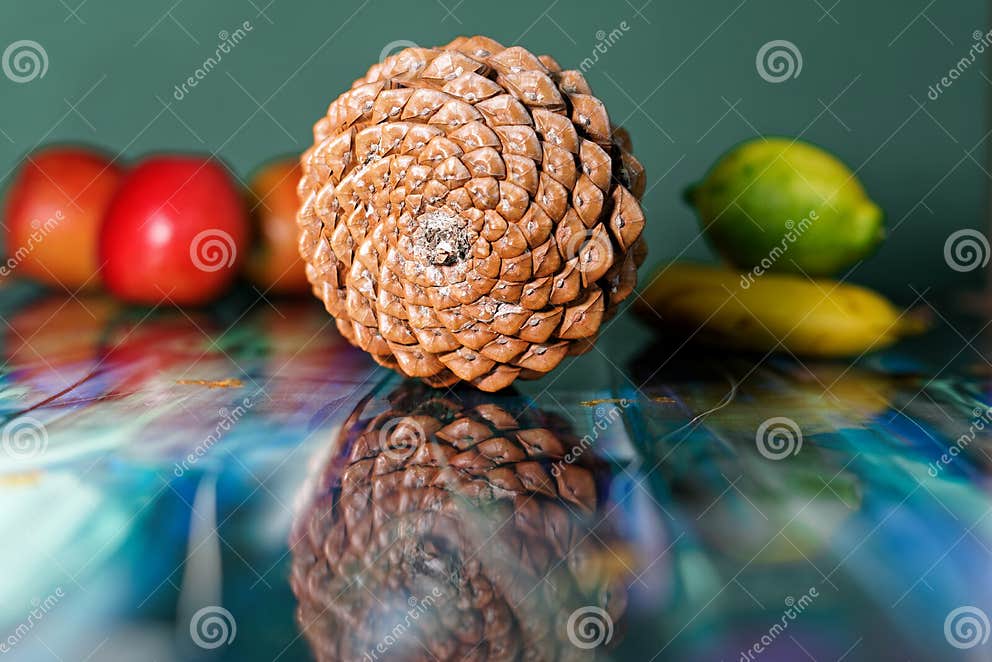 Fibonacci. Pine Cone with Fibonacci Spirals on Reflecting Table Stock ...