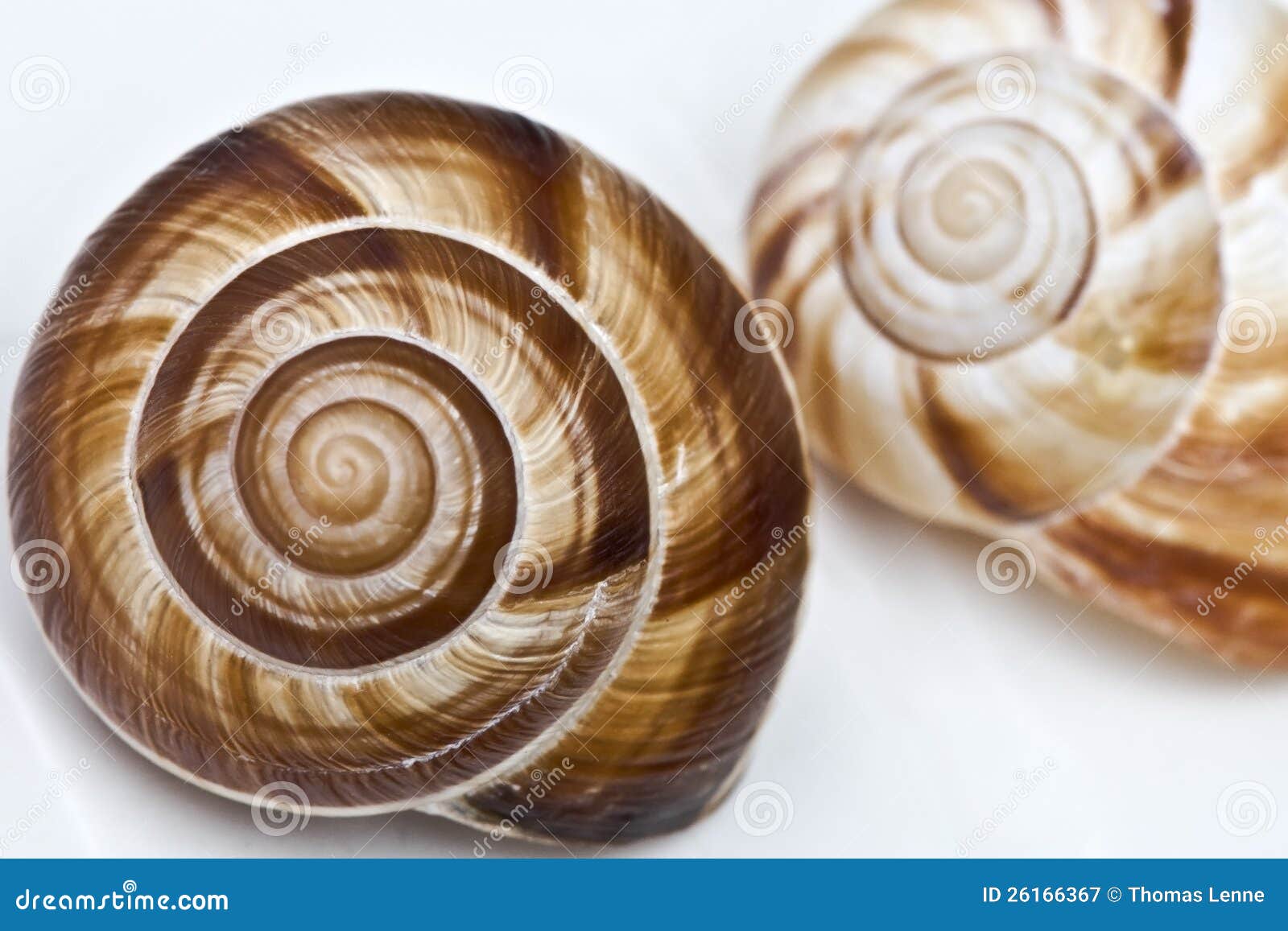 Fibonacci s spiral stock image. Image of fibonacci, geometry - 26166367