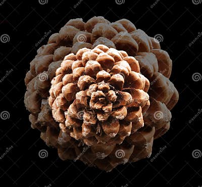 Fibonacci sequence stock photo. Image of nature, grass - 262804386