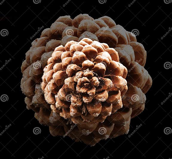 Fibonacci sequence stock photo. Image of nature, grass - 262804386