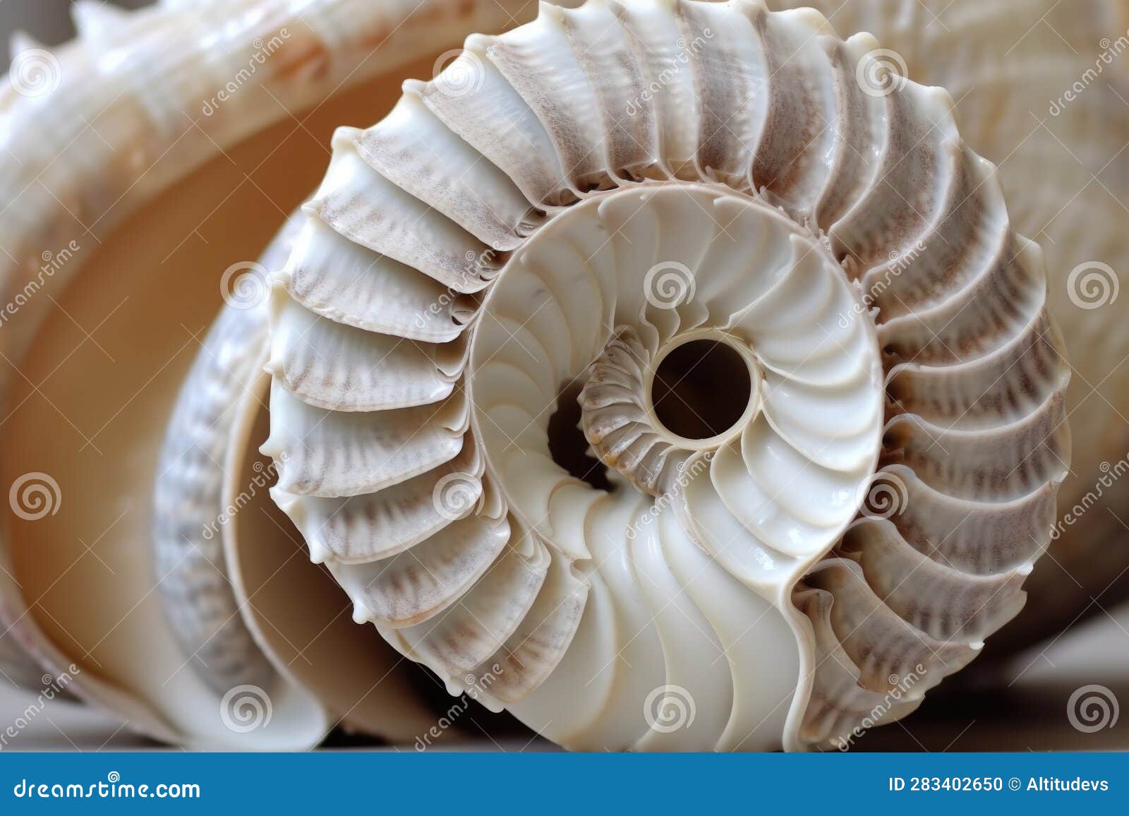 Fibonacci Sequence in Nautilus Shell Close-up Stock Illustration - Illustration of marine ...
