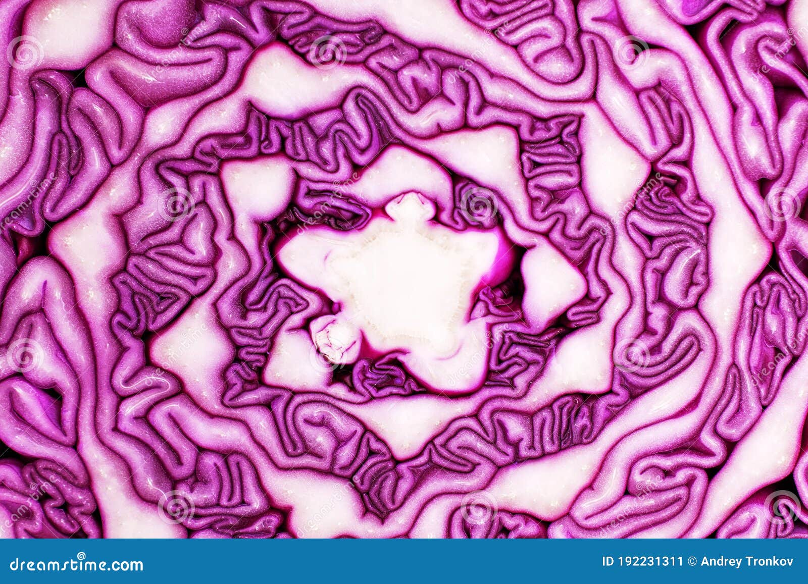 Fibonacci Spiral on a Cut of Red Cabbage Stock Image - Image of purple ...