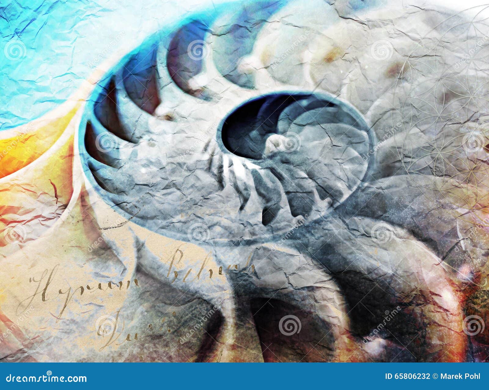 Fibonaccishell, Gouden Verhouding Het Digitale Schilderen Stock Foto - Image of ontruim, wild ...