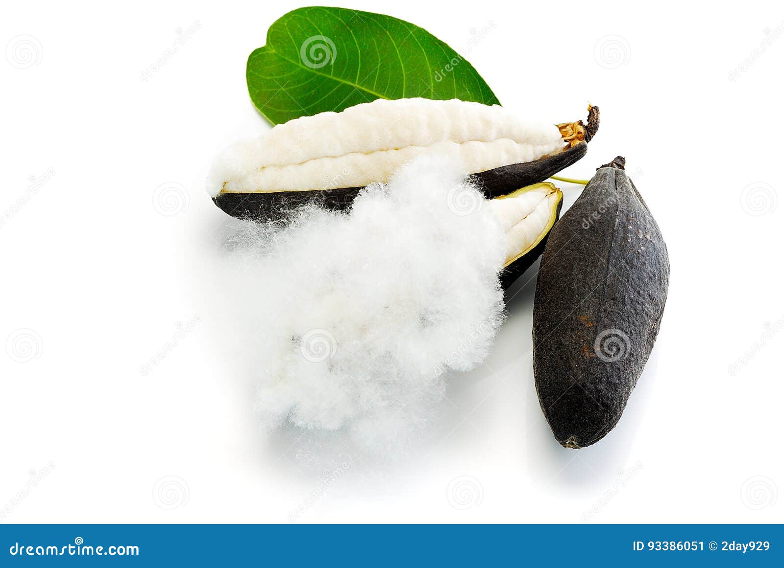 Capoc Foto Stock - Download 1,308 Royalty Free Photos