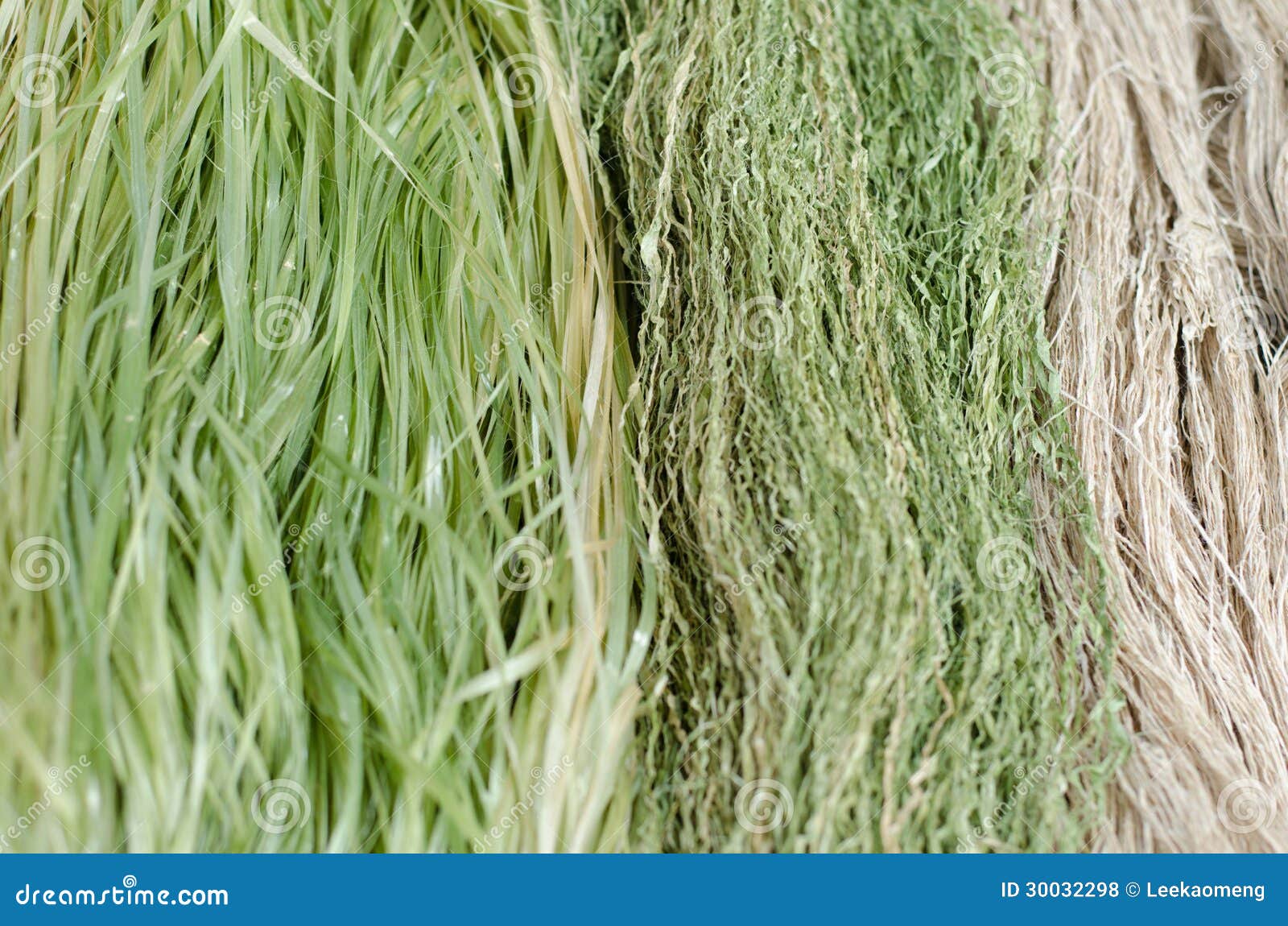 Fibra della canapa fotografia stock. Immagine di sicurezza - 30032298