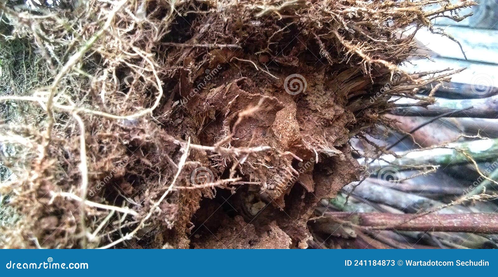 Fibras De Raiz De Bambu Secas Imagem de Stock - Imagem de raiz, bambu ...