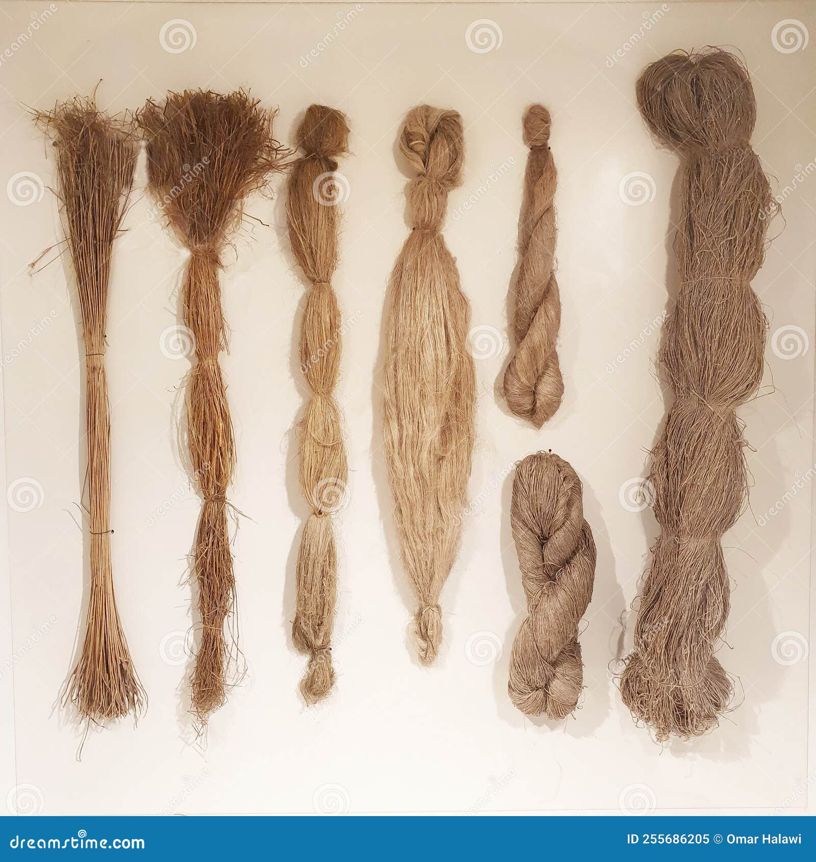 Fibre De Lin Dans Divers Types De Traitement Sur Une Paroi Blanche ...