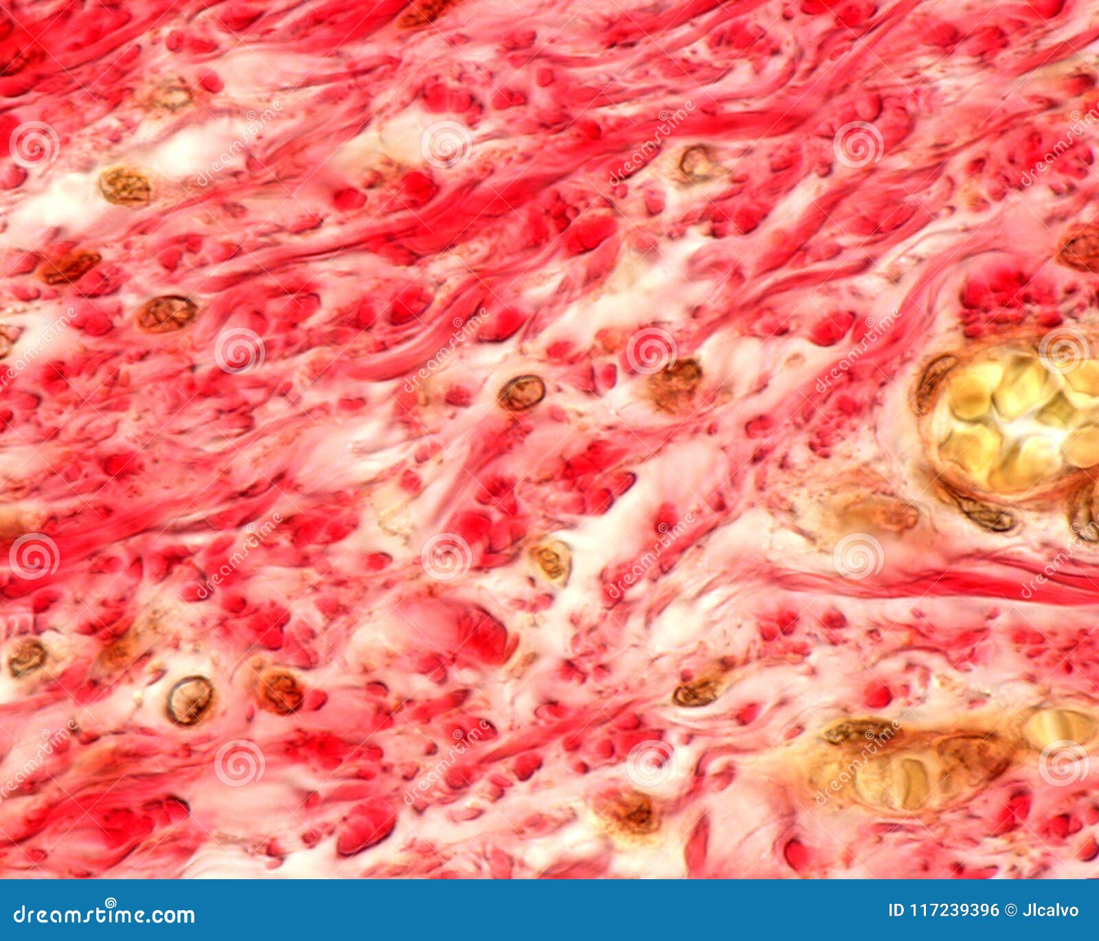 Fibre del collagene fotografia stock. Immagine di collageno - 117239396