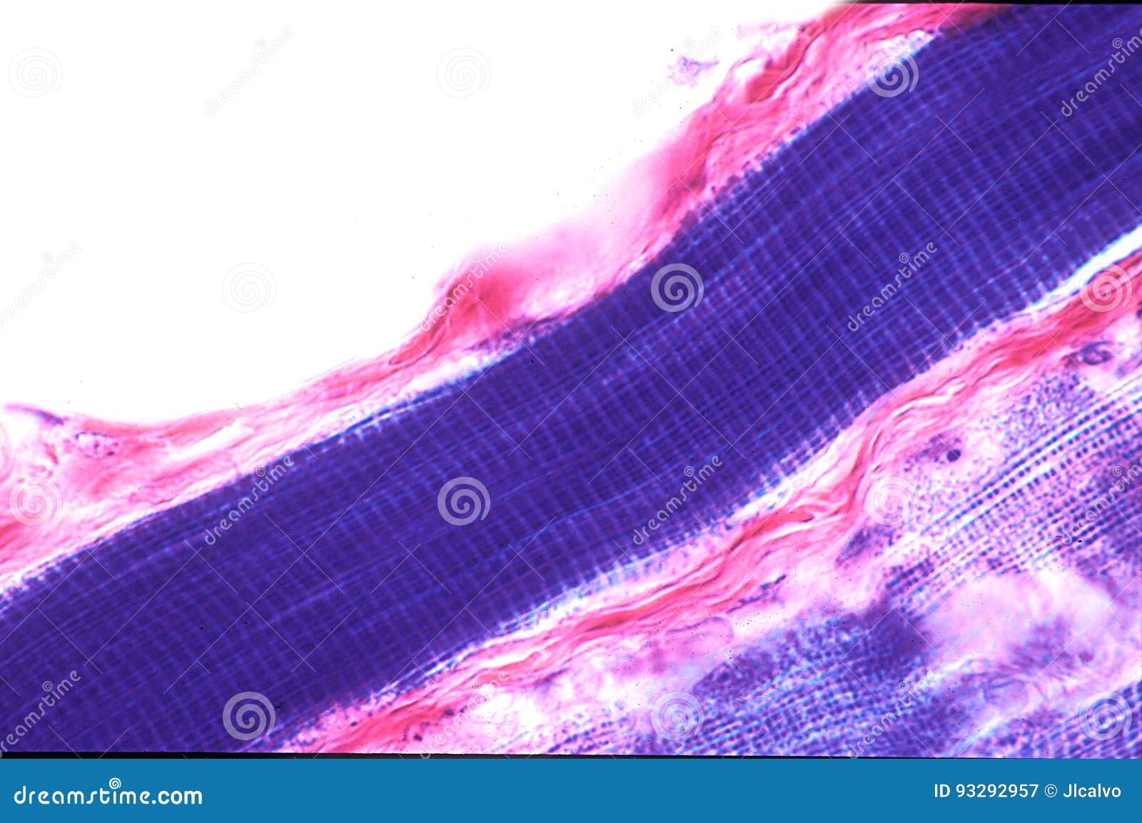 Images Fibre Musculaire - Téléchargez 465 Photos libres de droits
