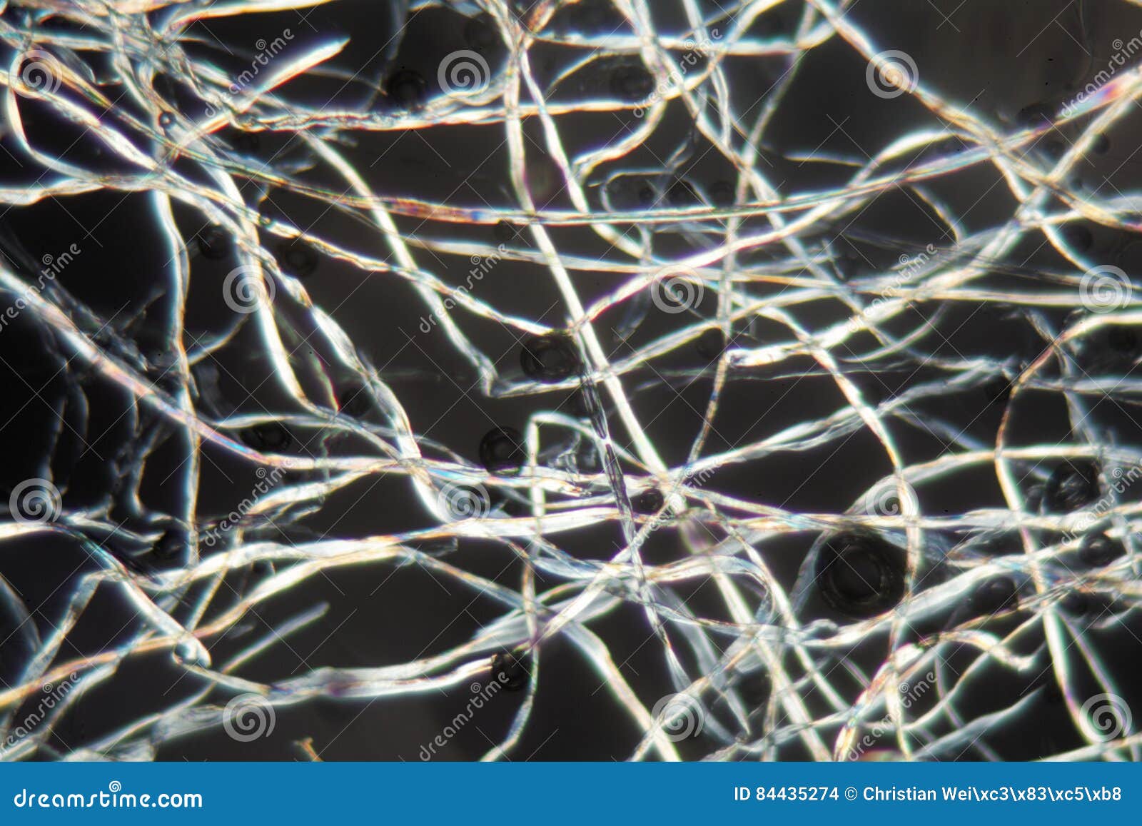 Fibres De Coton Sous Le Microscope Photo stock - Image du environnement ...