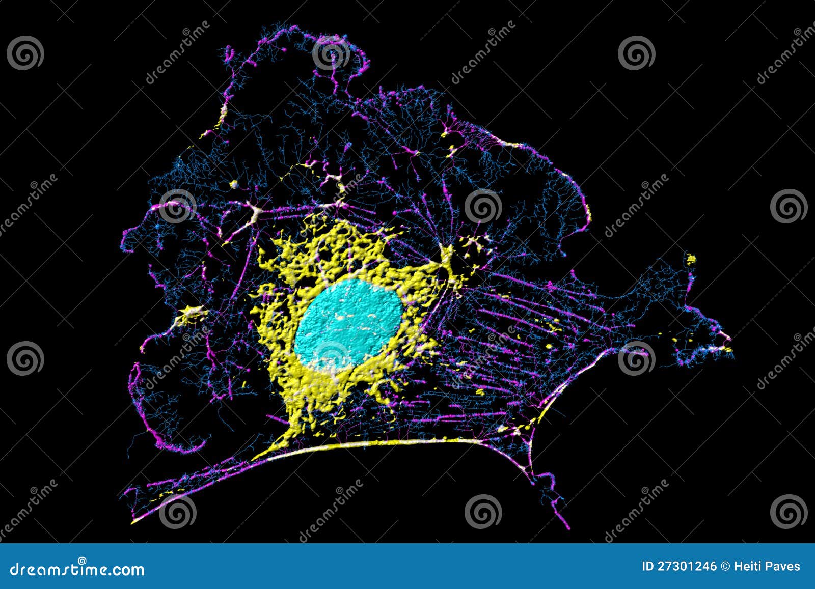 Fibroblast cell stock illustration. Illustration of cell - 27301246
