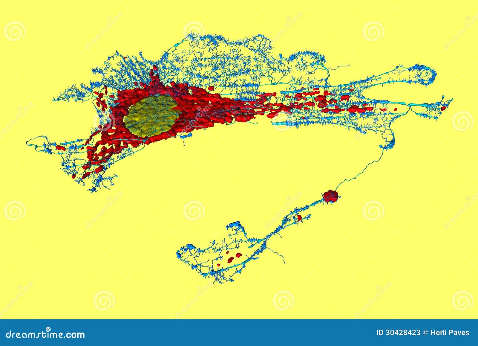 Fibroblast Cell Structure. Connective Tissue Cell. Vector Illustration ...