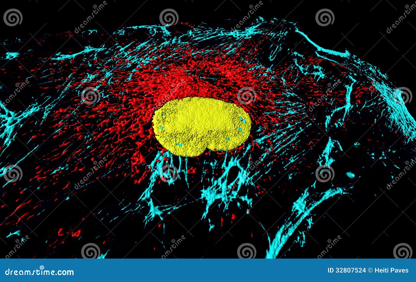 Fibroblast cell stock photo. Image of mammalian, micrograph - 32807524