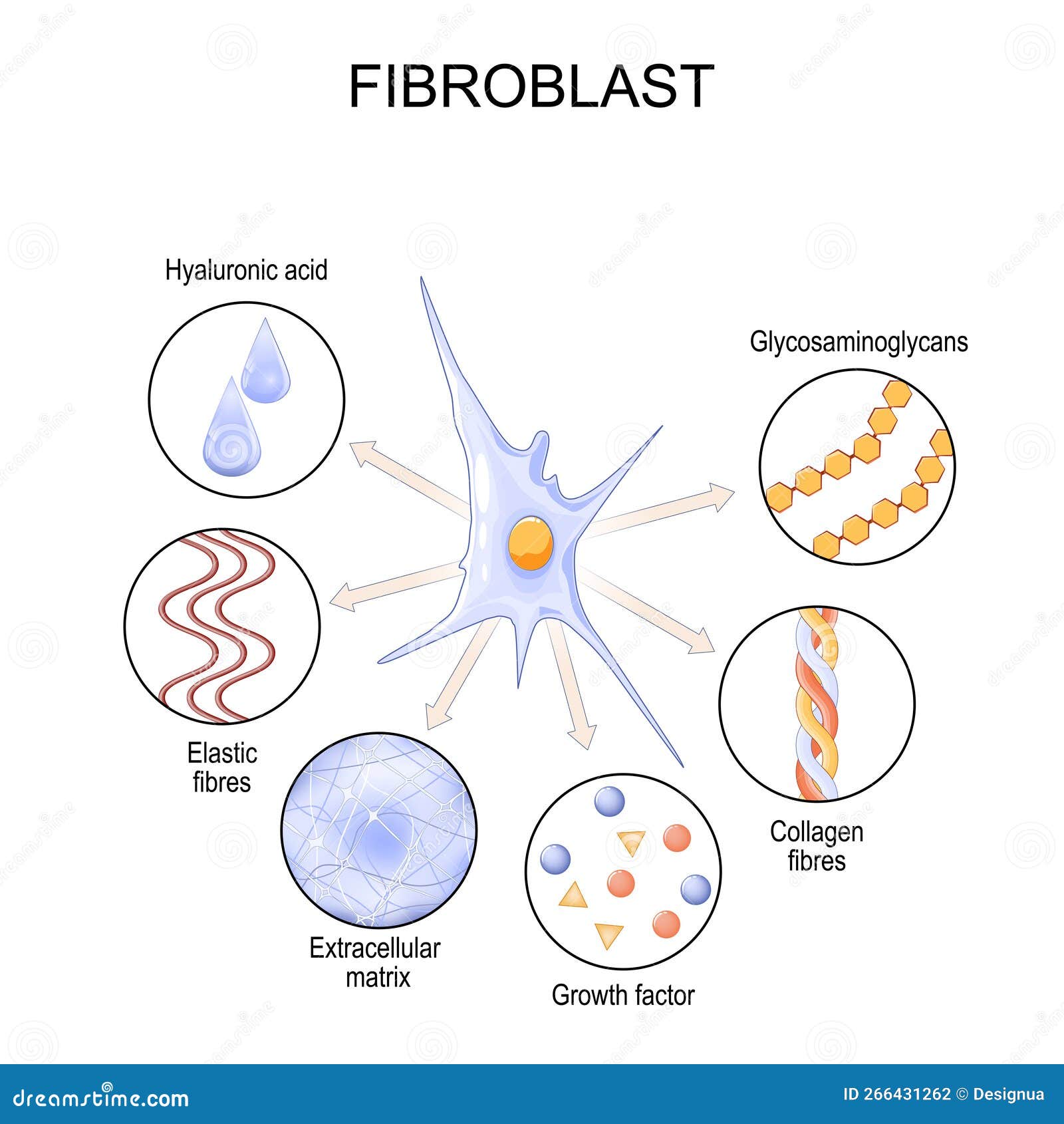Fibroblast. Cell Structure and Function Stock Vector - Illustration of ... Fibroblast. Cell Structure and Function Stock Vector - Illustration of ...