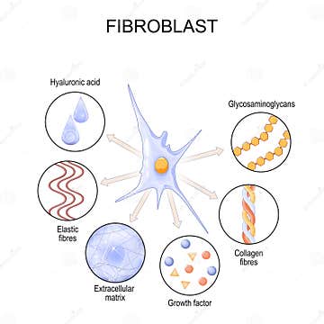 Fibroblast. Cell Structure and Function Stock Vector - Illustration of ...