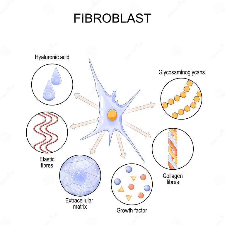 Fibroblast. Cell Structure and Function Stock Vector - Illustration of ...