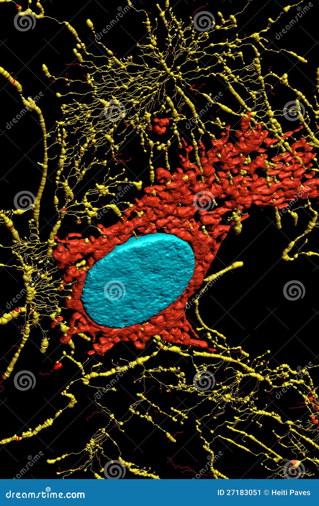 Fibroblast cells stock illustration. Illustration of confocal - 27183051