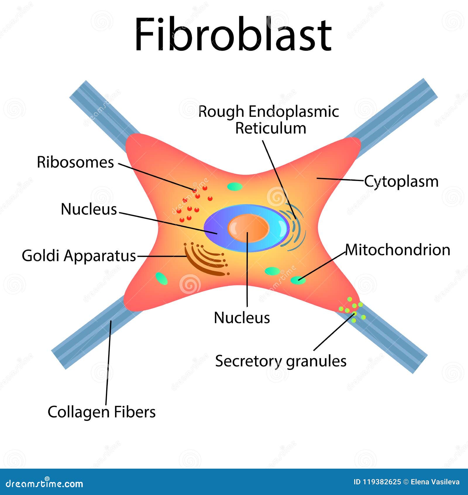 Fibroblast is a Dermis Cell. Structure of Fibroblast Cell Stock Vector ...