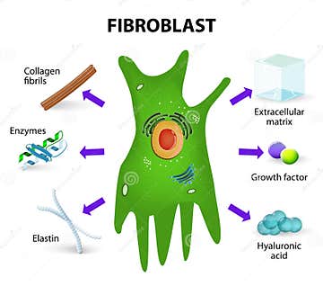 Fibroblast. Structure and Function Stock Vector - Illustration of ...