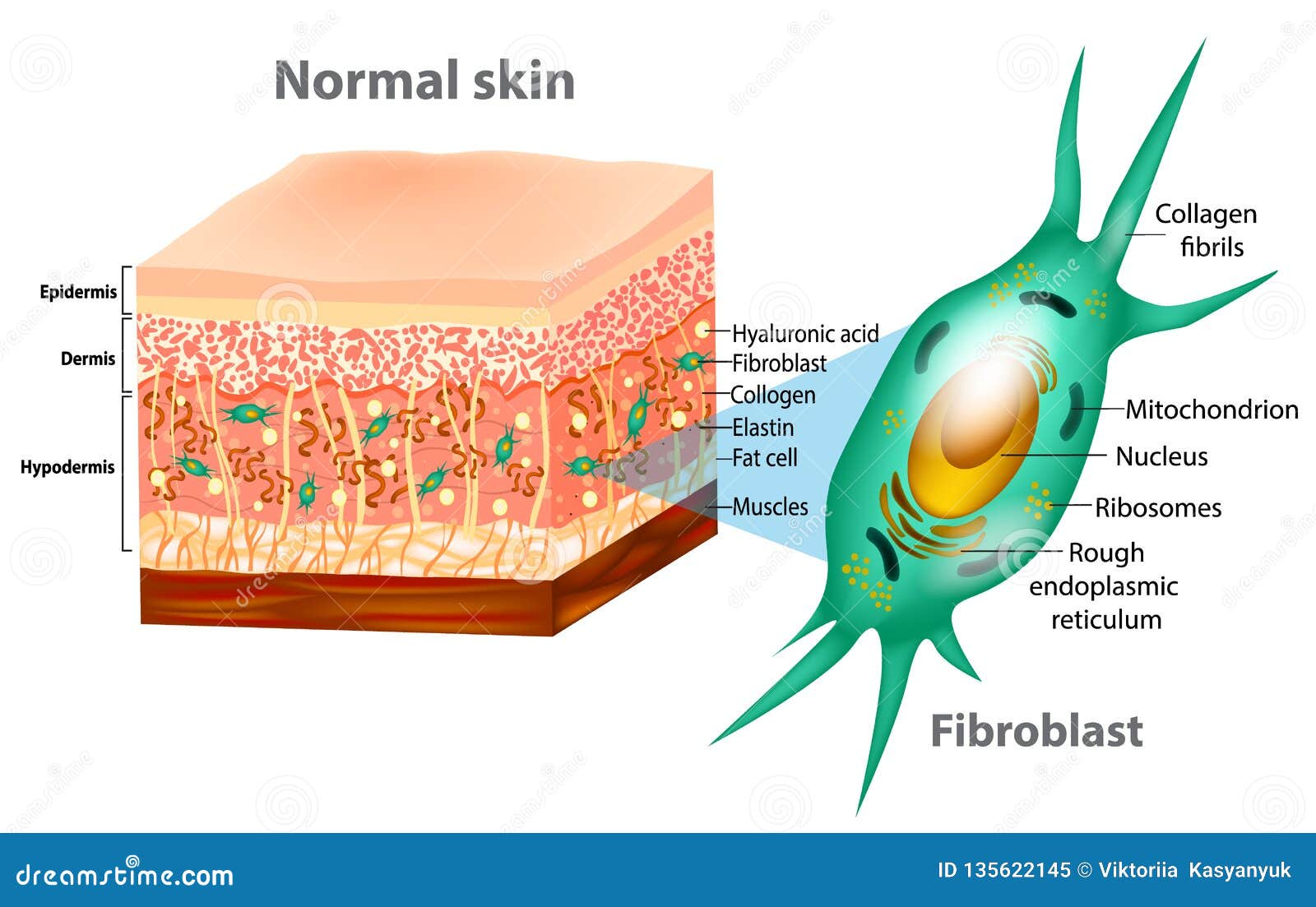 Fibroblaste Et Structure Humaine De Peau Illustration de Vecteur ...