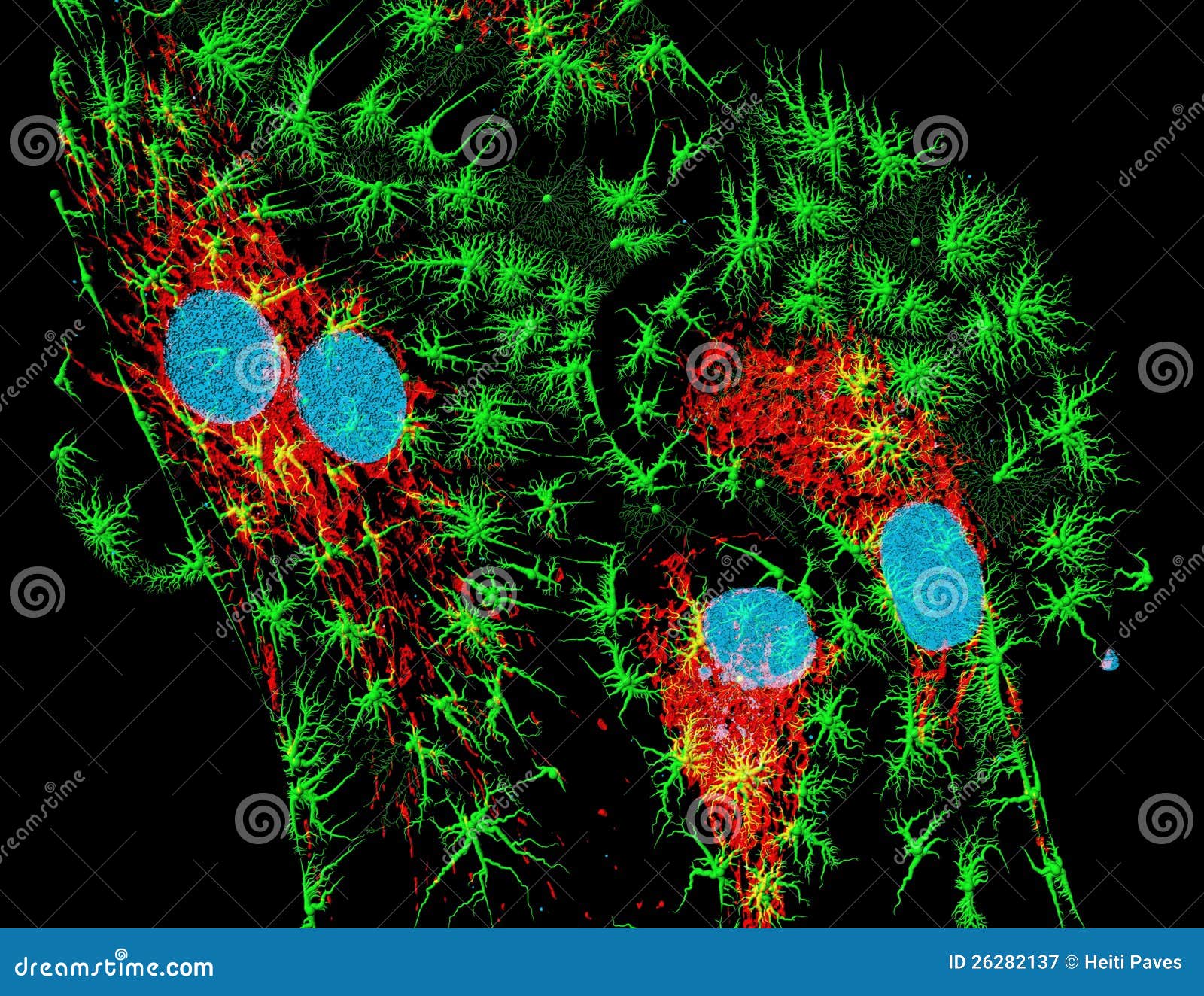 Fibroblastos imagen de archivo. Imagen de animal, confocal - 26282137