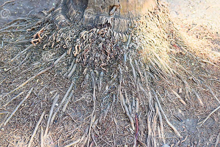 Fibrous or Adventitious Root System of Coconut or Palm Tree Stock Photo ...