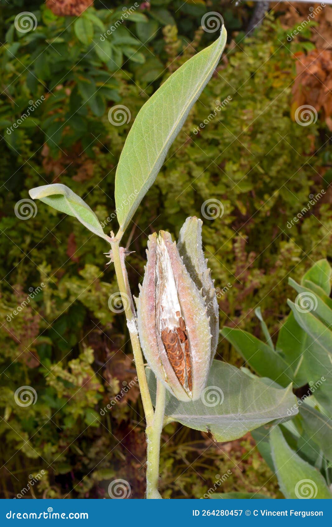 Fibrous Milkweed Seedpod with Green Leaf 02 Stock Image - Image of ...