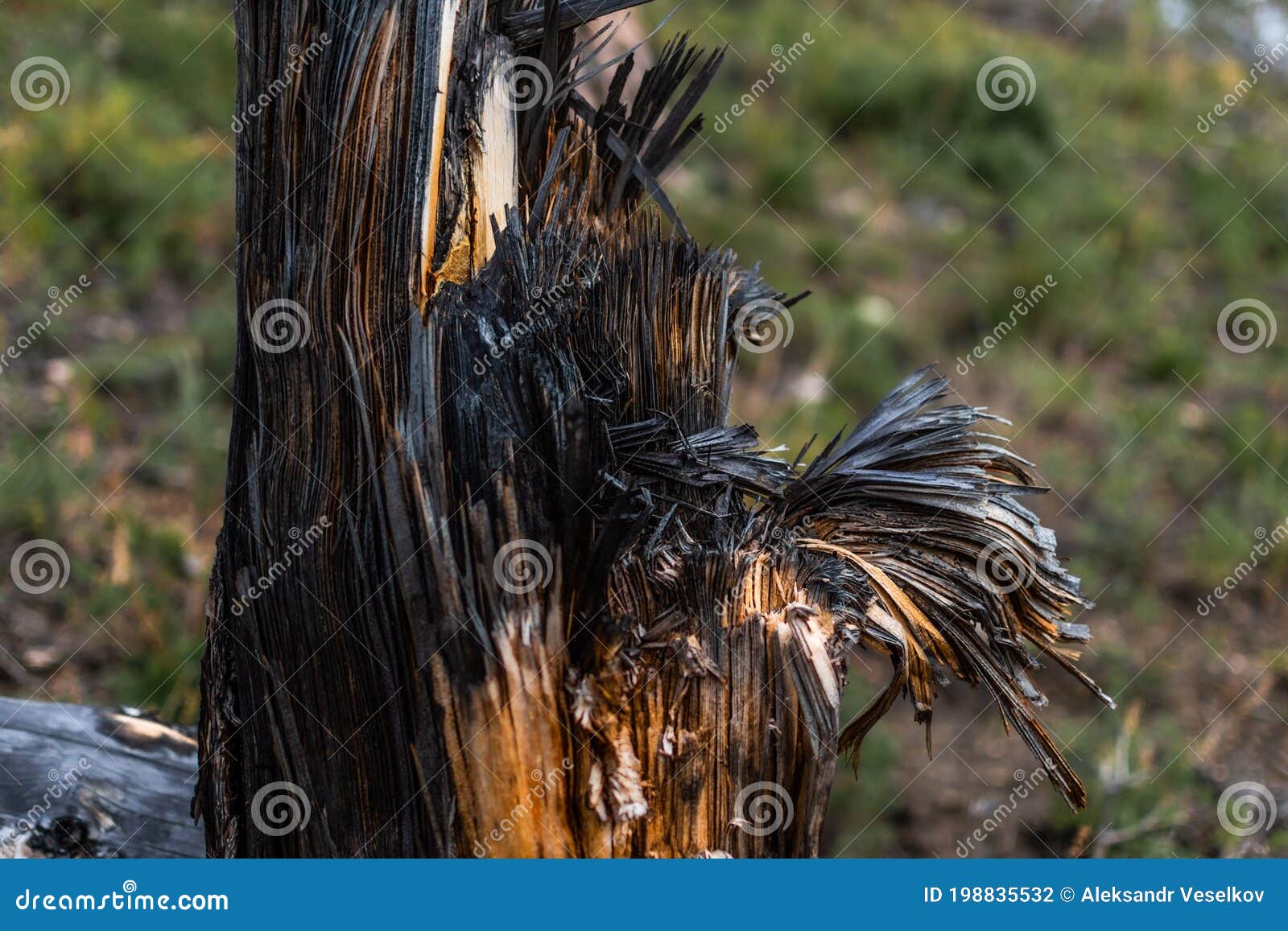 Fibrous Red Splintered Black Soot Trunk Of Tree Stump After Fire. Dry ...