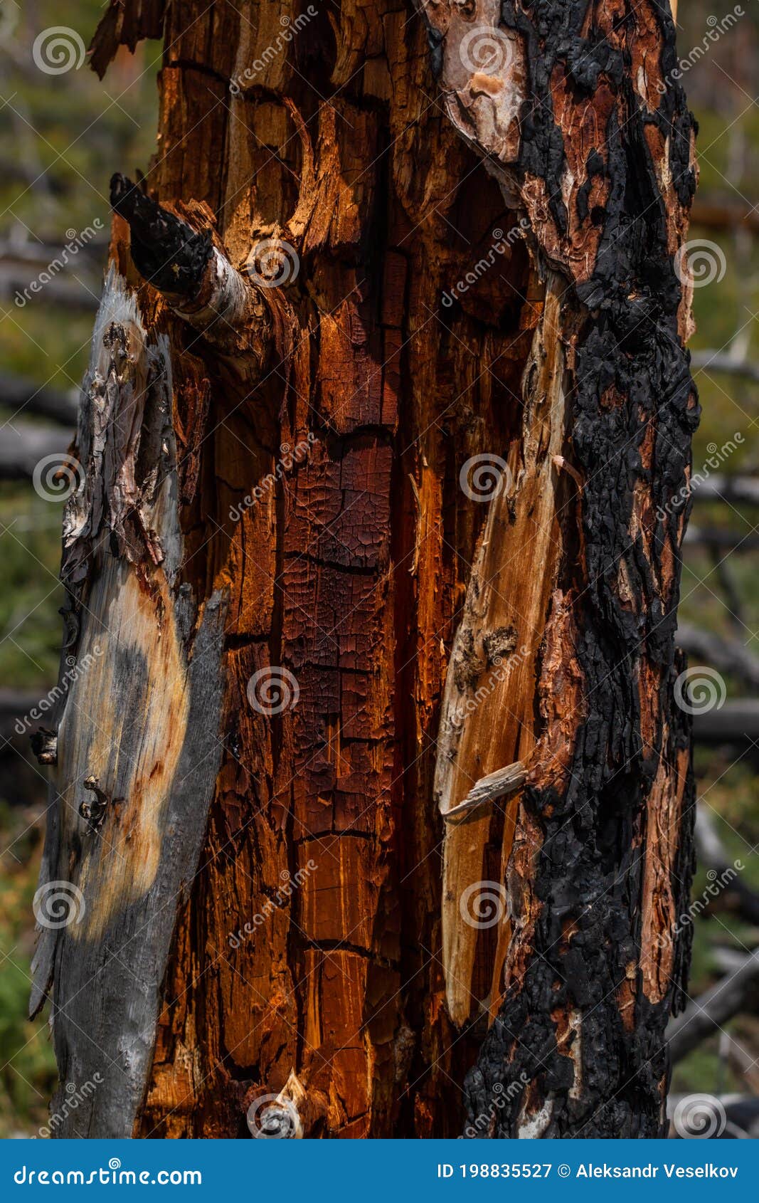 Fibrous Red Splintered Black Soot Trunk of Tree Stump after Fire, Empty ...