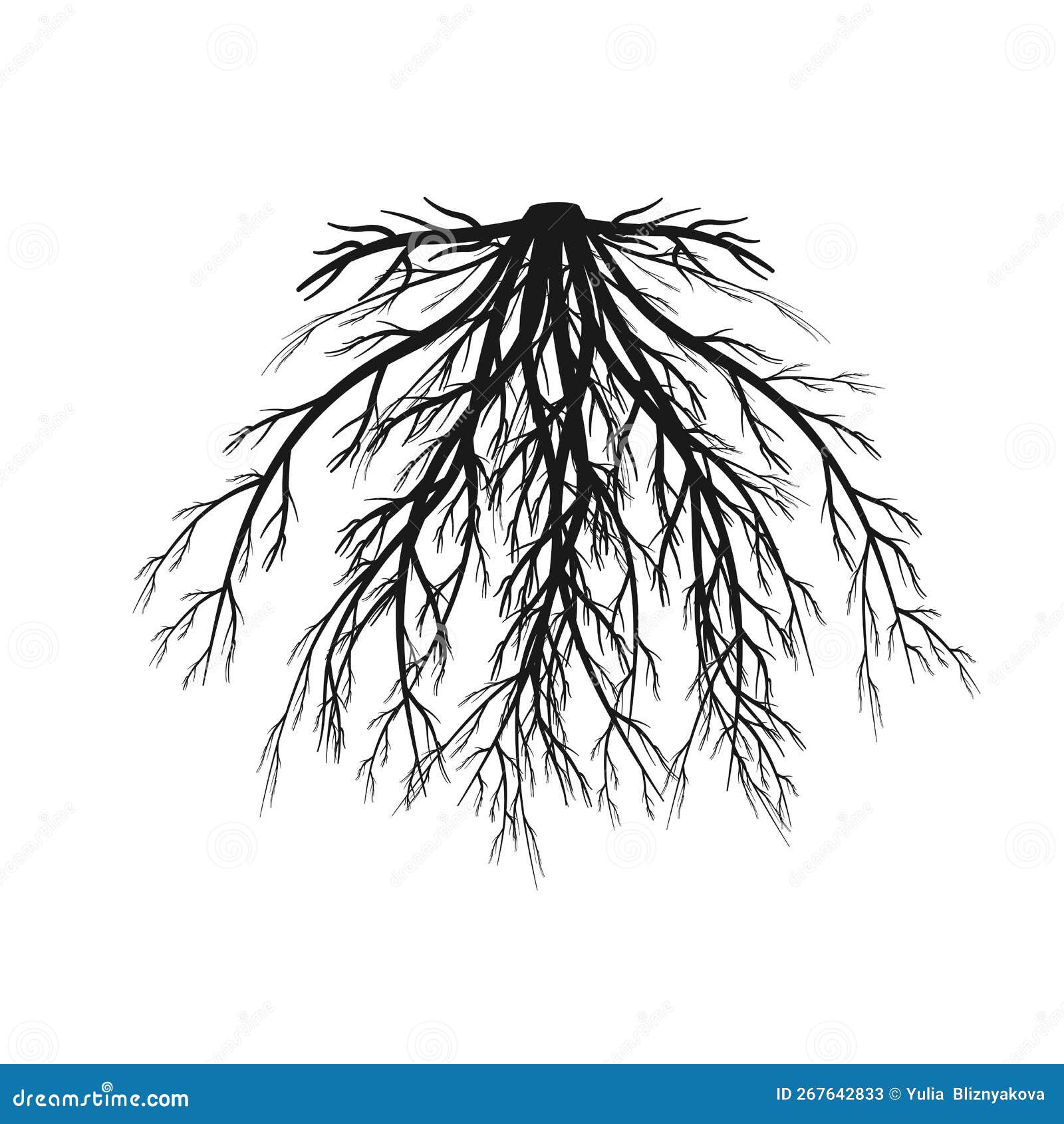 Fibrous Plant Showing Root. Generate Ai Stock Photo | CartoonDealer.com ... Fibrous Plant Showing Root. Generate Ai Stock Photo | CartoonDealer.com ...