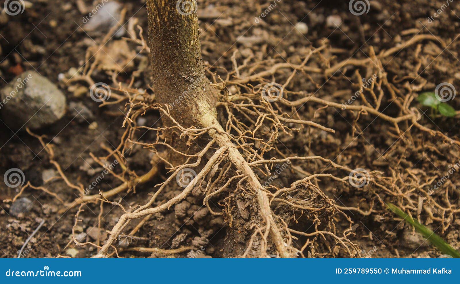 Fibrous Roots in the Brown Soil Ground Stock Photo - Image of plant ...