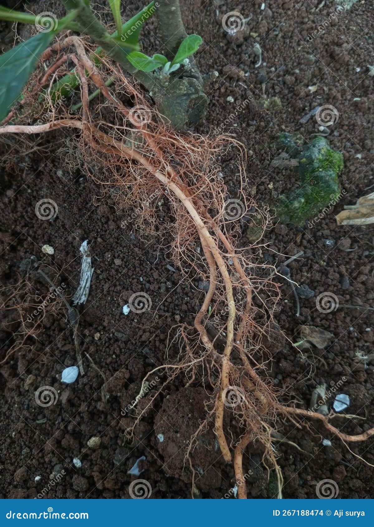 Fibrous Roots that Emerge from the Ground Stock Photo - Image of trunk ...