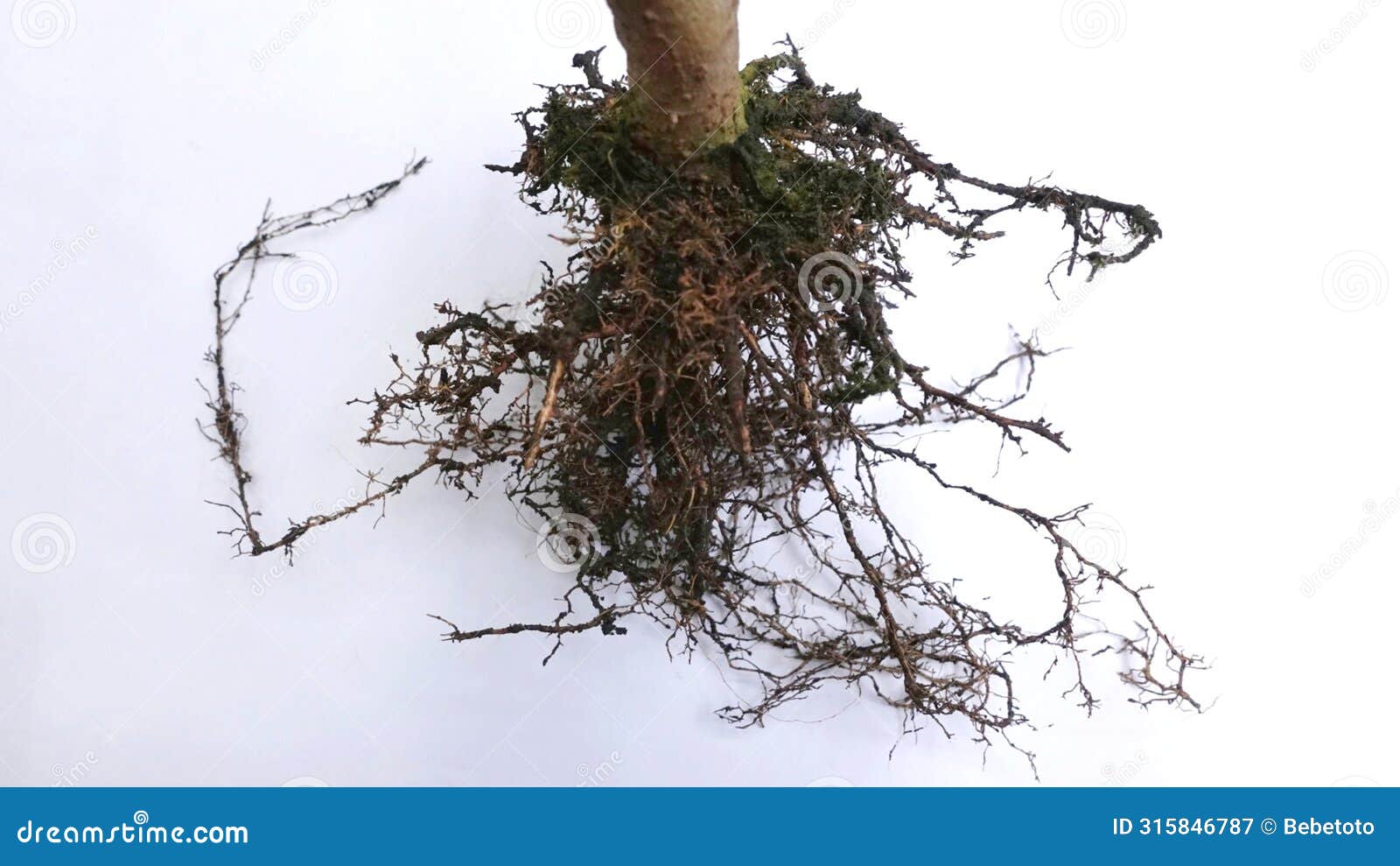 The Fibrous Roots of a Tree. Stock Image - Image of curly, life: 315846787