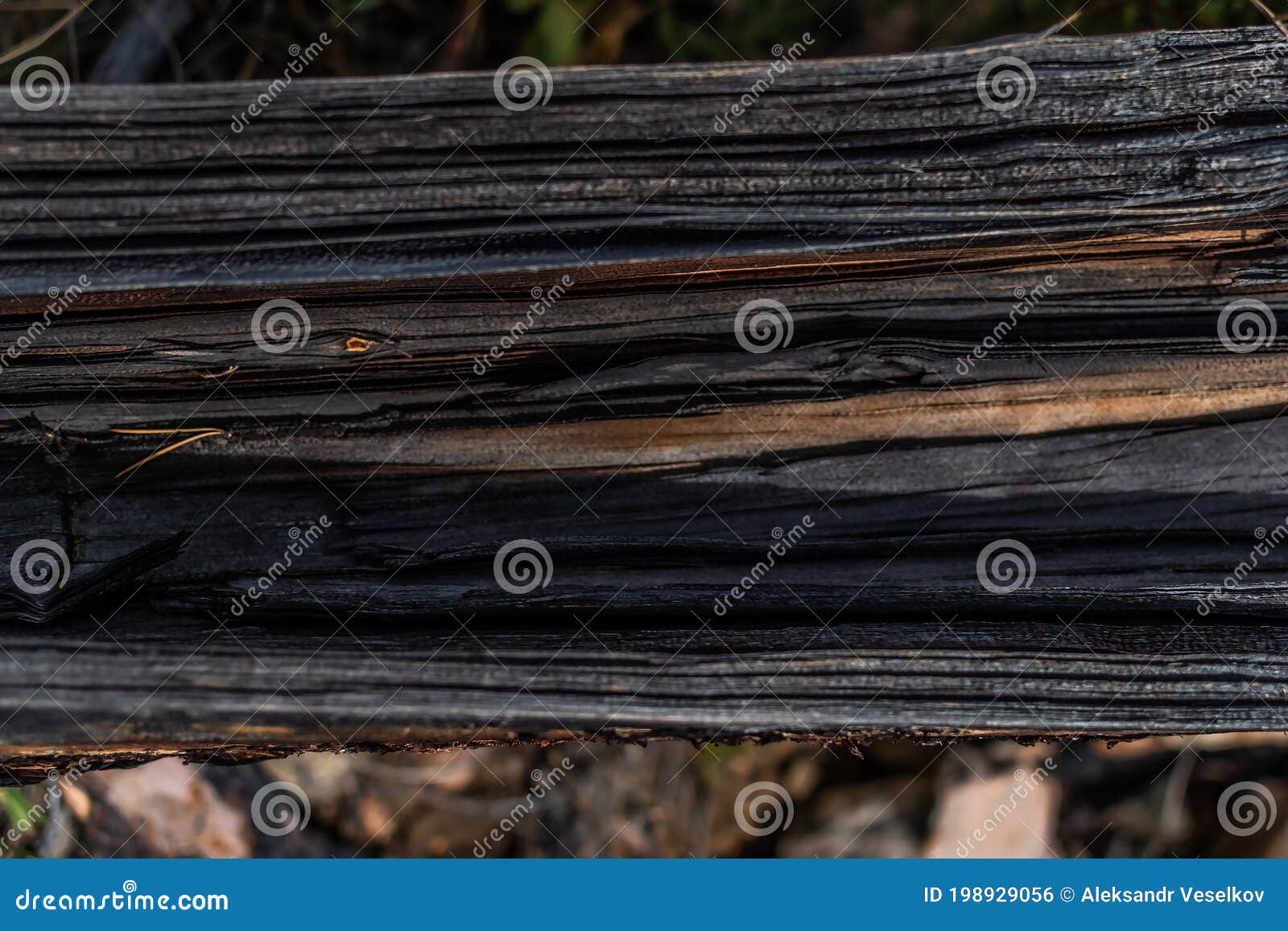 Fibrous Splintered Trunk of Tree Stump. Cracks, Stock Photo - Image of ...