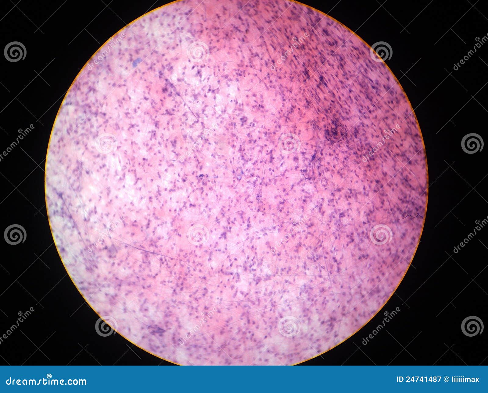 Fibrous tissue stock image. Image of surface, abundance - 24741487