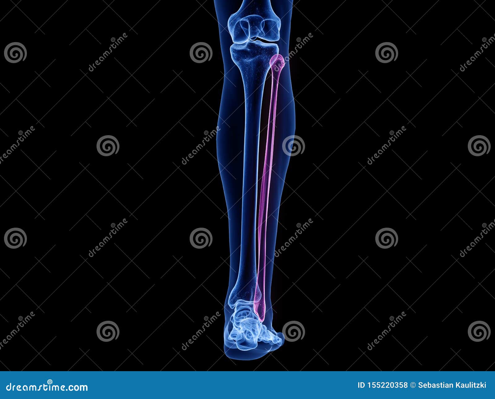 The fibula bone stock illustration. Illustration of bones - 155220358