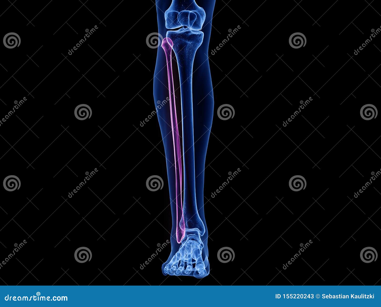 Fibula Bone Anatomy | Bone And Spine Anatomy 3d Illustration Royalty ...
