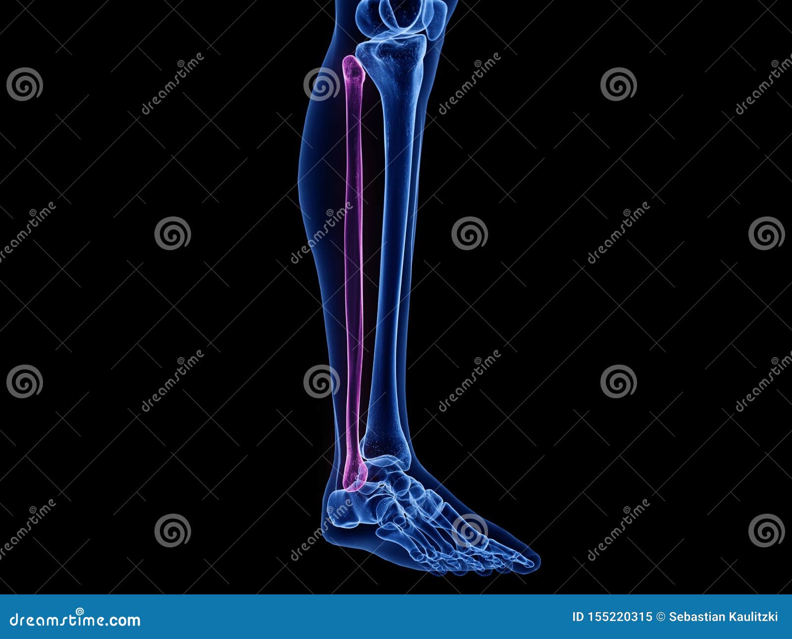 The fibula bone stock illustration. Illustration of skeleton - 155220315