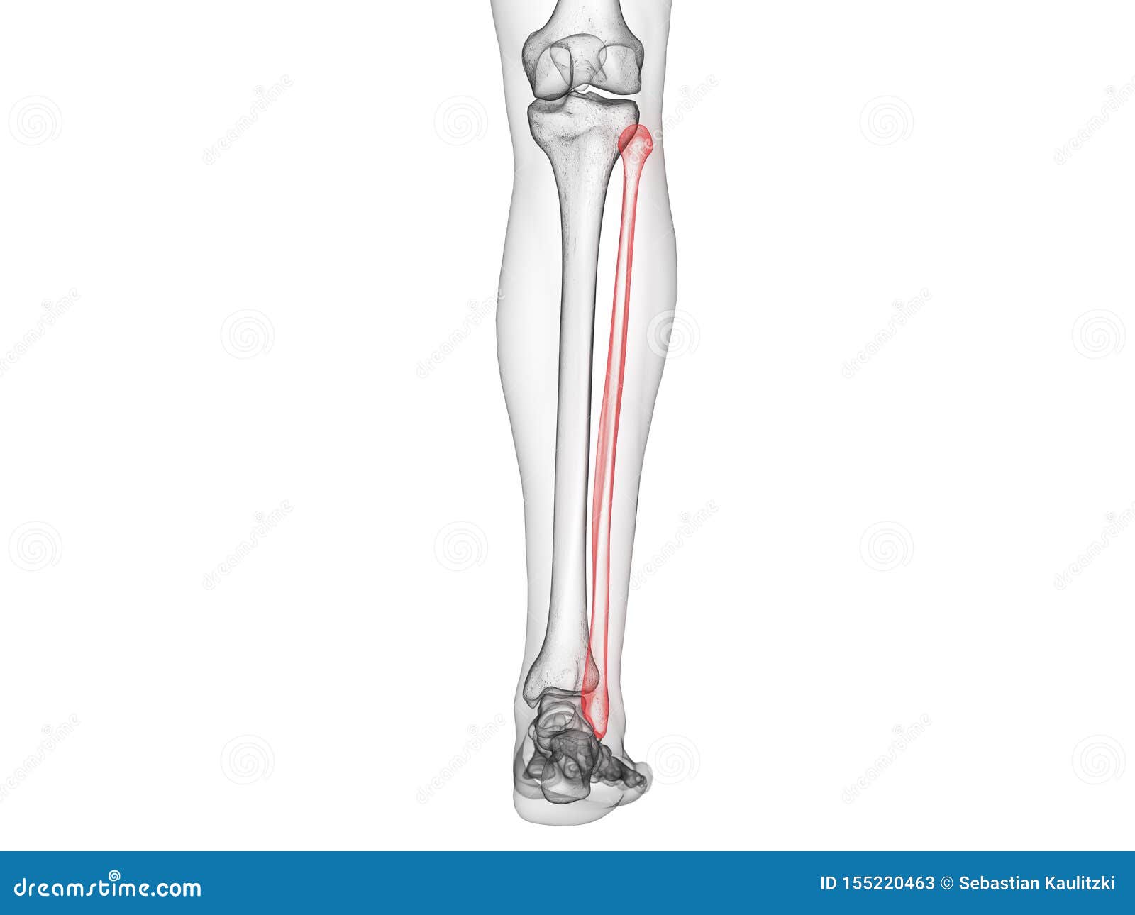 The Fibula Bone Stock Illustration | CartoonDealer.com #155220313