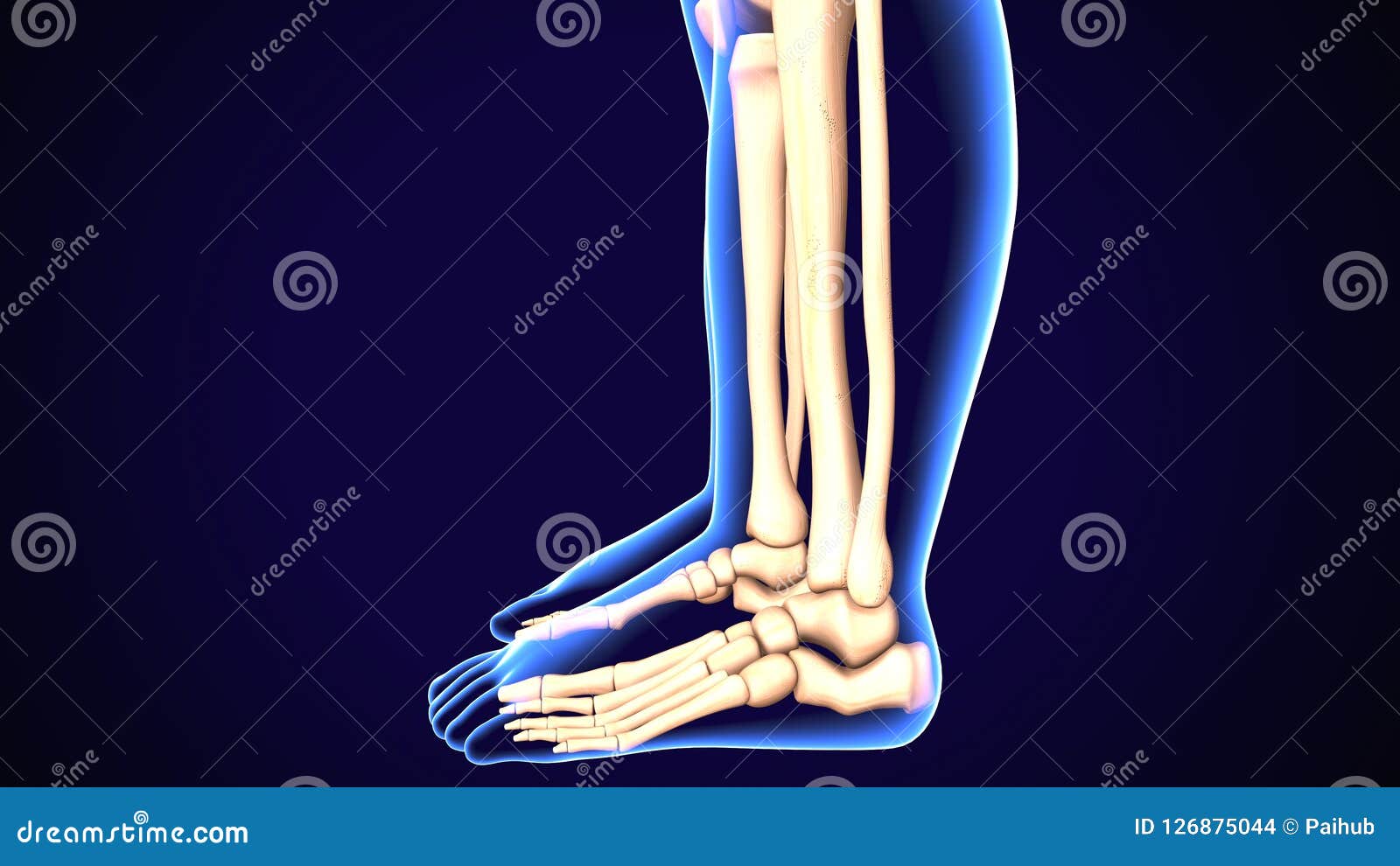 3D Illustration Of Human Skeleton Tibia And Fibula Bones Royalty-Free ...