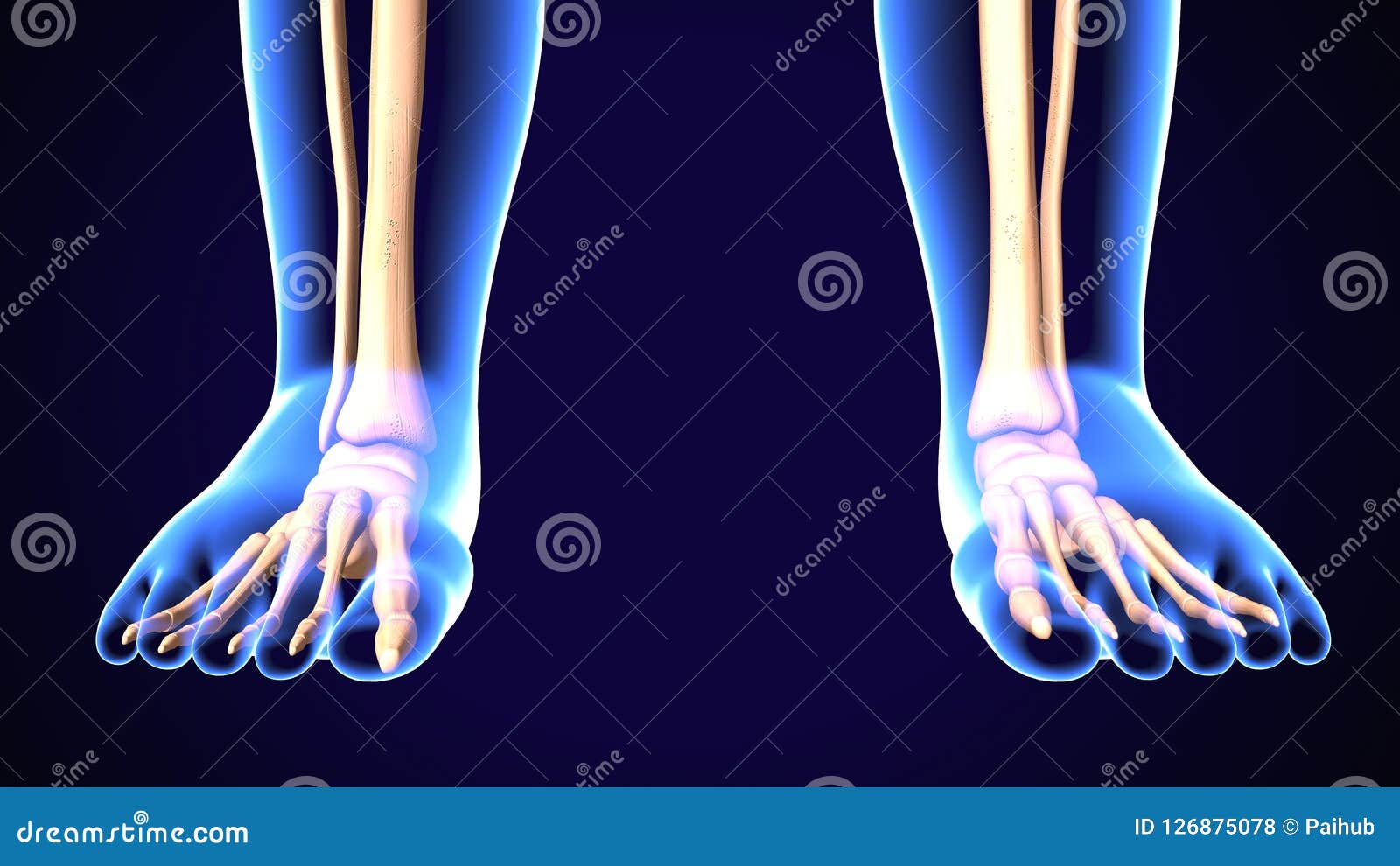 3D Illustration Of Human Skeleton Tibia And Fibula Bones Stock ...