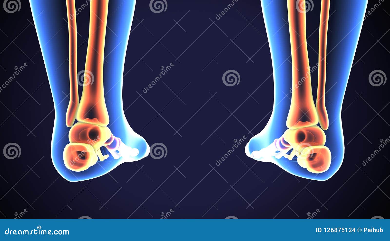 3D Illustration Of Human Skeleton Tibia And Fibula Bones Stock Photo ...