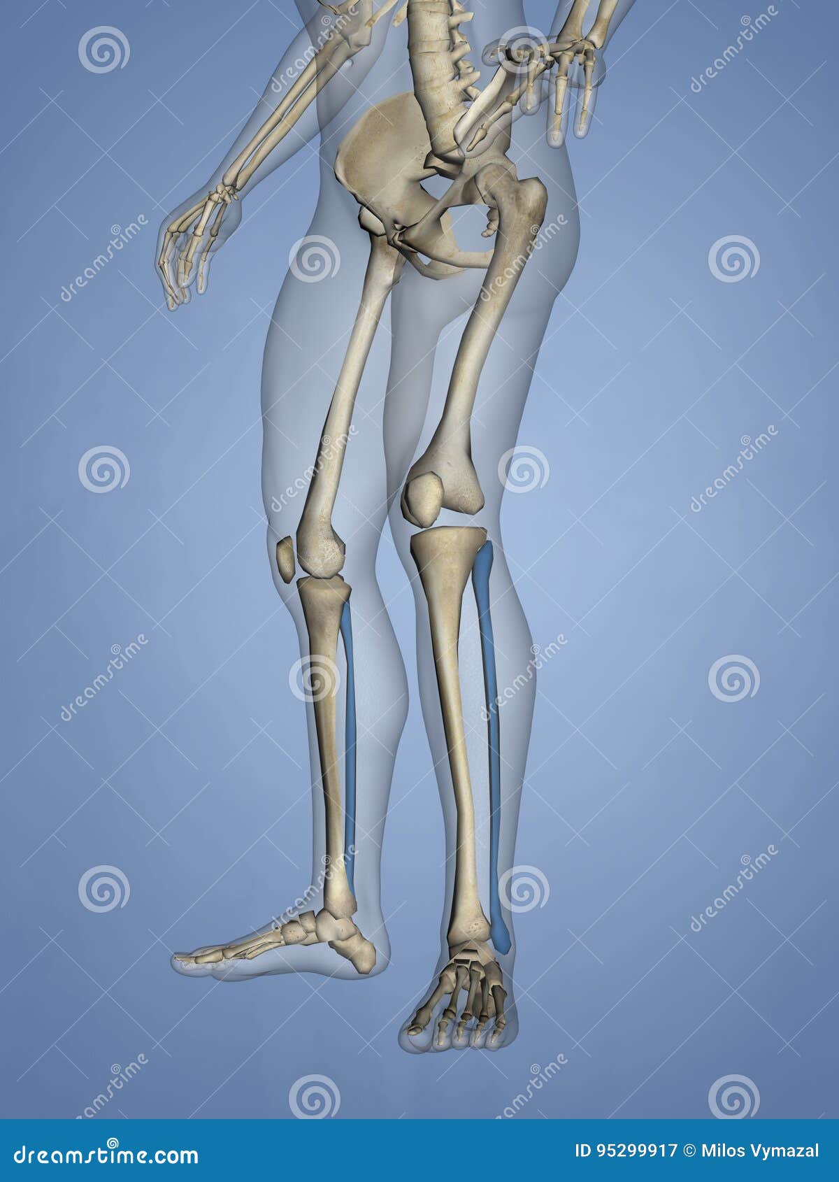 Fibula, 3D Model stock illustration. Illustration of bone - 95299917