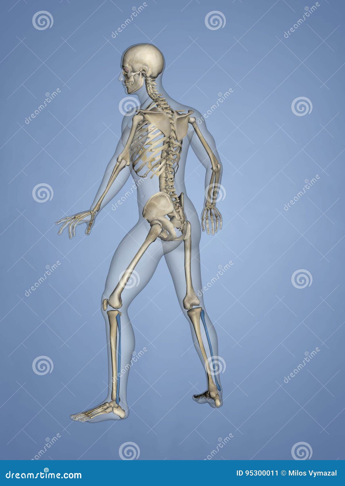 Fibula, 3D Model stock illustration. Illustration of human - 95300011