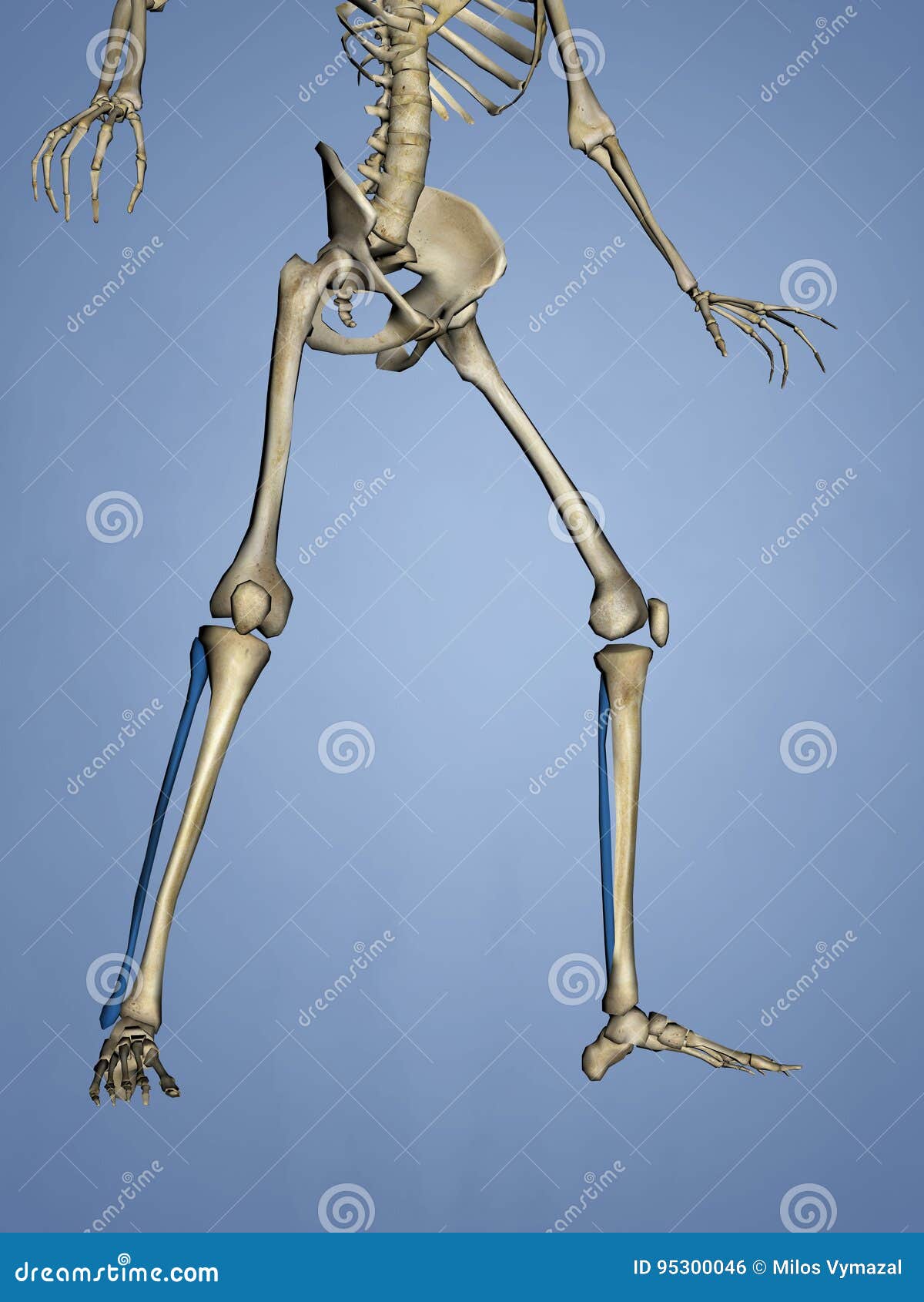 Fibula, 3D Model Stock Image | CartoonDealer.com #95300077