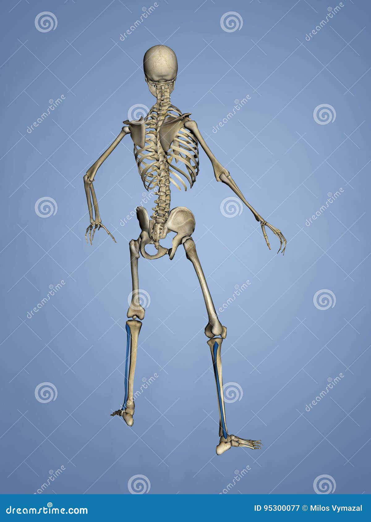 Fibula, 3D Model stock illustration. Illustration of skeleton - 95300077